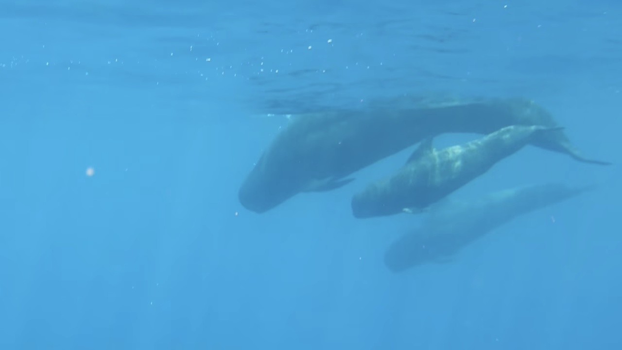 Big Blue (2021) | MUBI