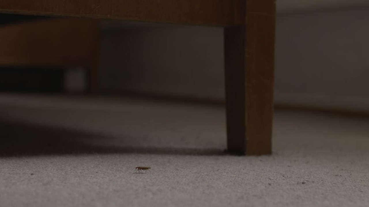 Homesick (2022) | MUBI