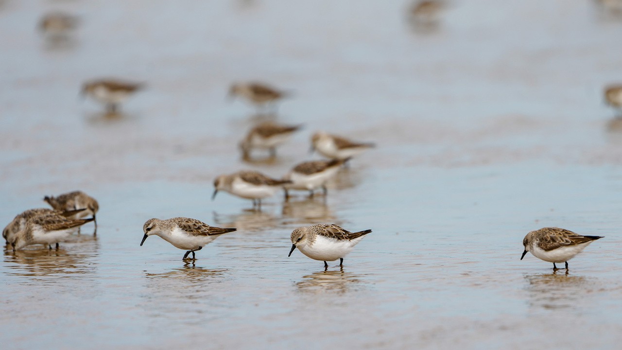 Wing Threads (2023) | MUBI