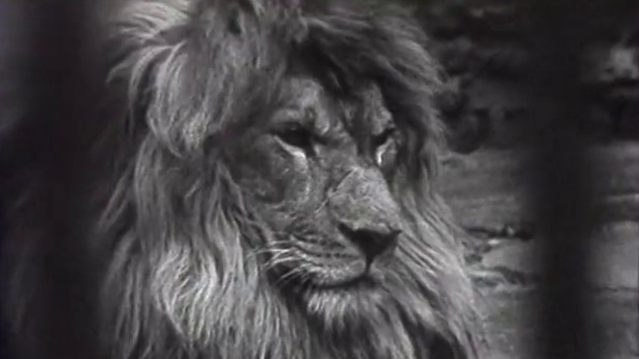 Intelektuali popiete (1982) | MUBI