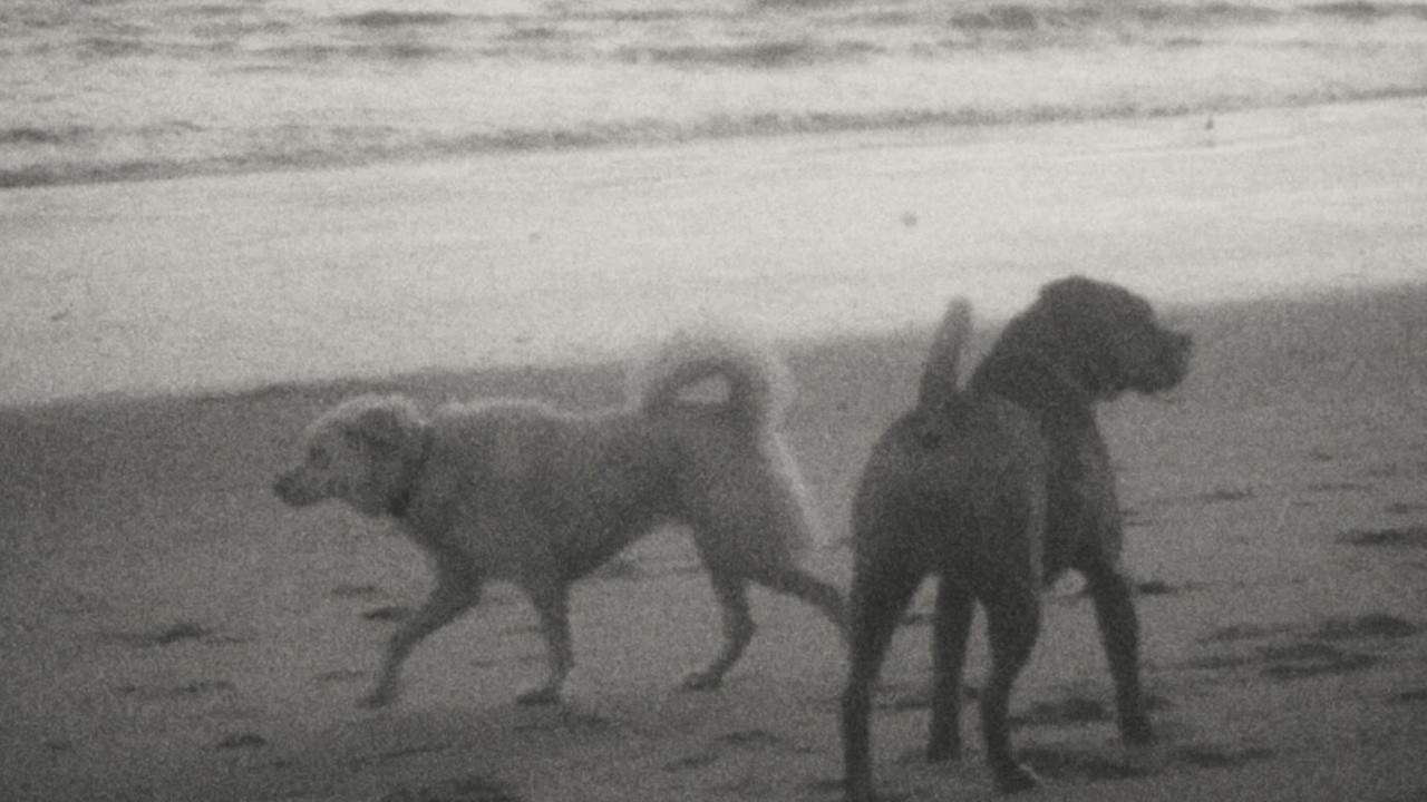 Exquisite Corpse Trilogy (2023) | MUBI