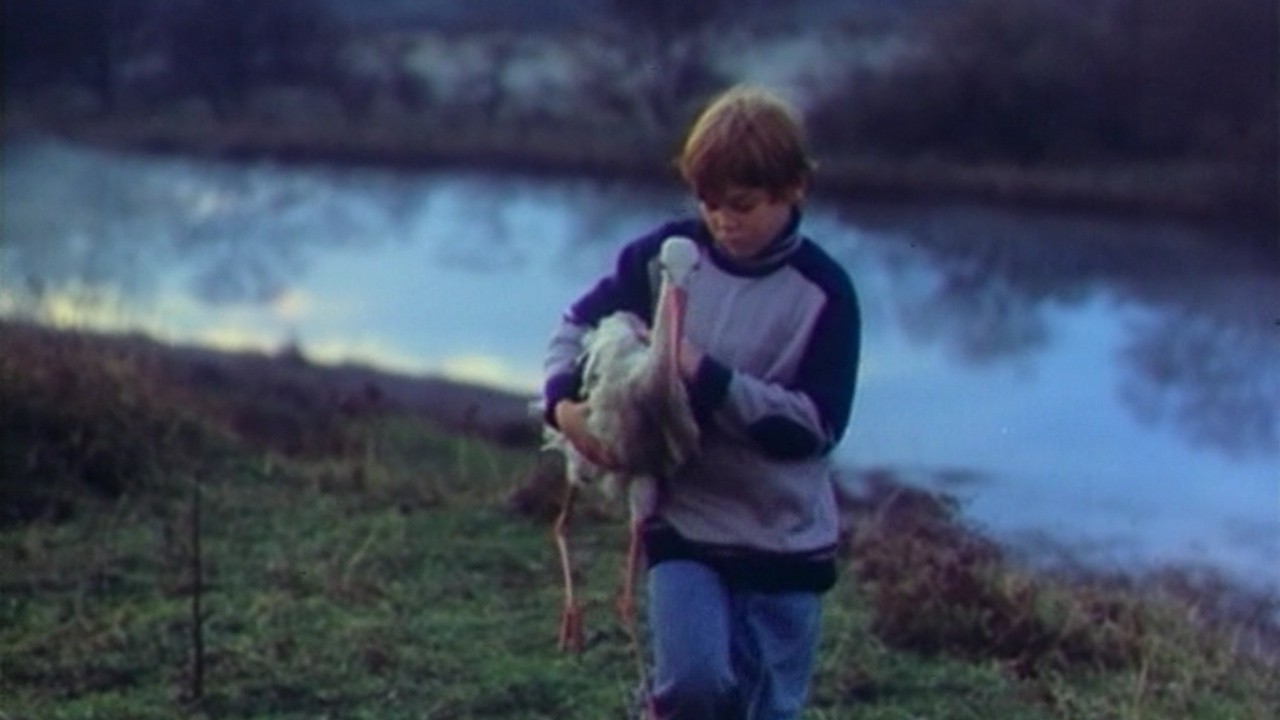 A Talk with Birds (1997) | MUBI