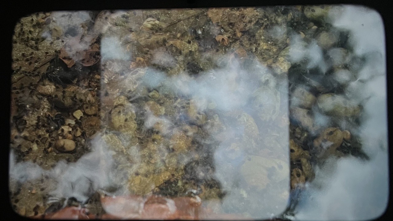 For Bruce (2022) | MUBI