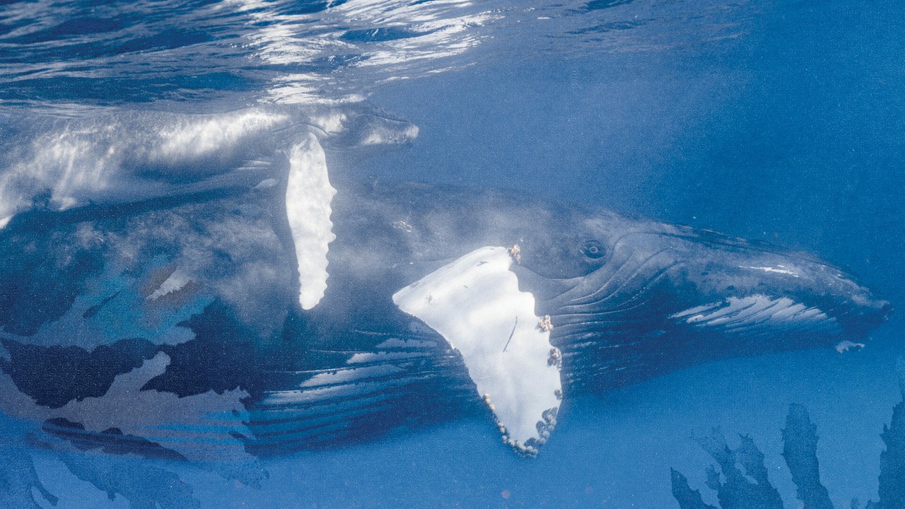 Ocean Seen from the Heart (2023) | MUBI