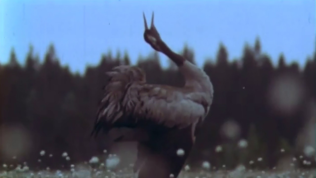 The Dance of Life (1975) | MUBI
