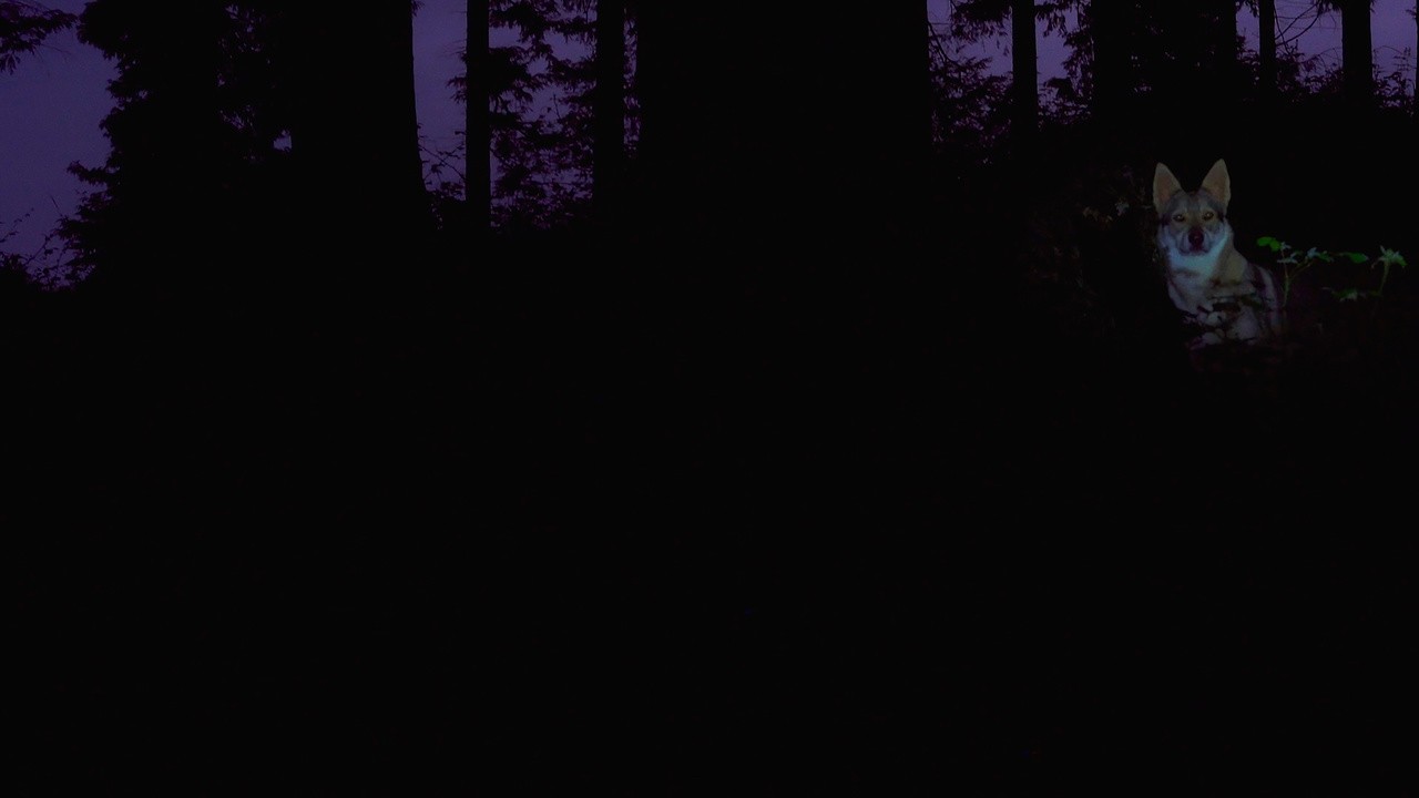 Somewhat Wild (2023) | MUBI