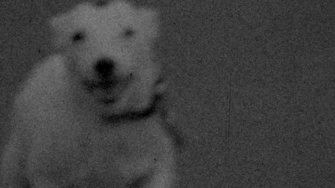 A Dog Called Discord (2023) | MUBI