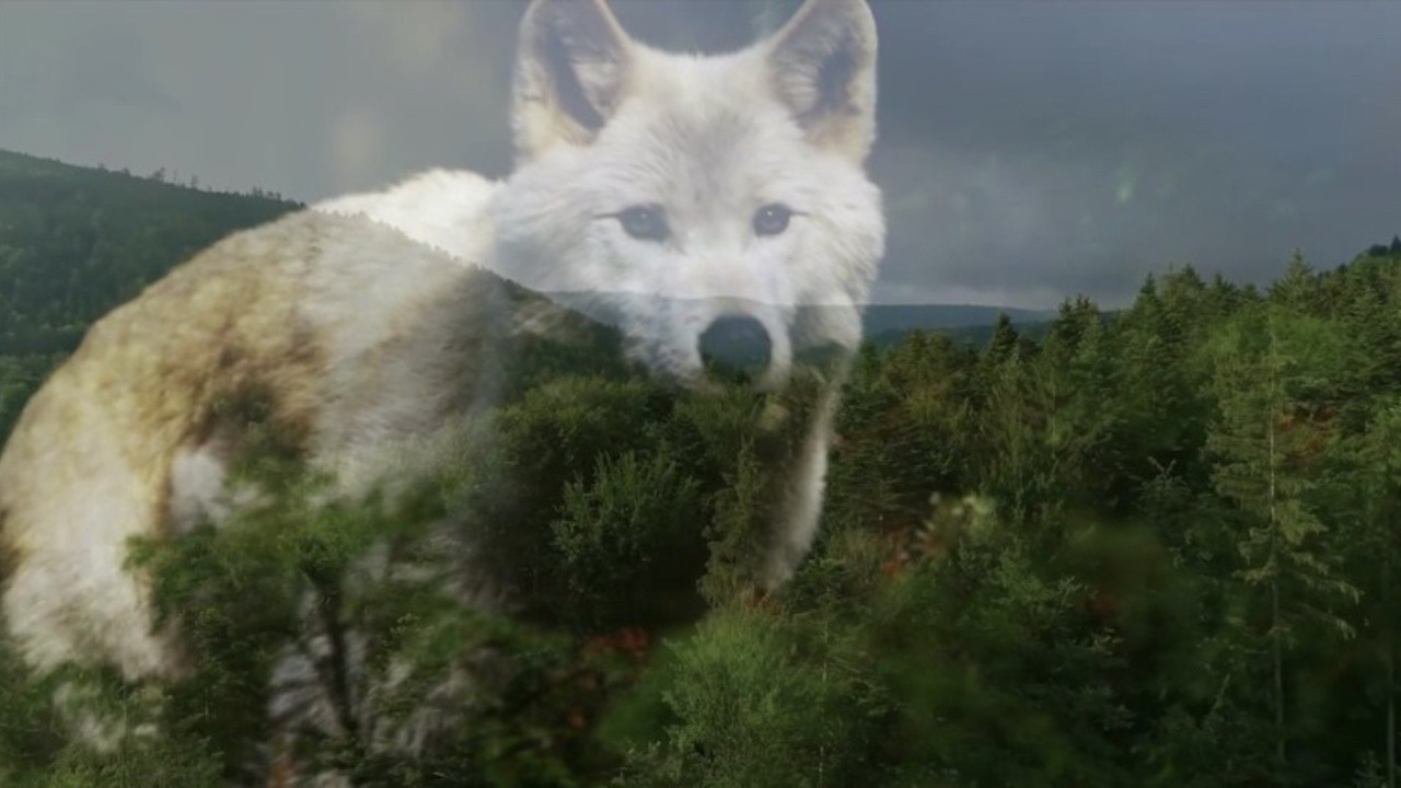 The Wild One (2022) | MUBI