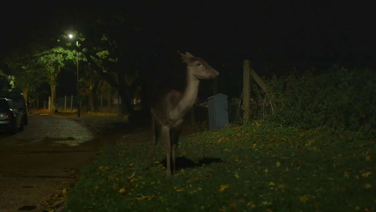 Canon: Urban Deer (2014) | MUBI