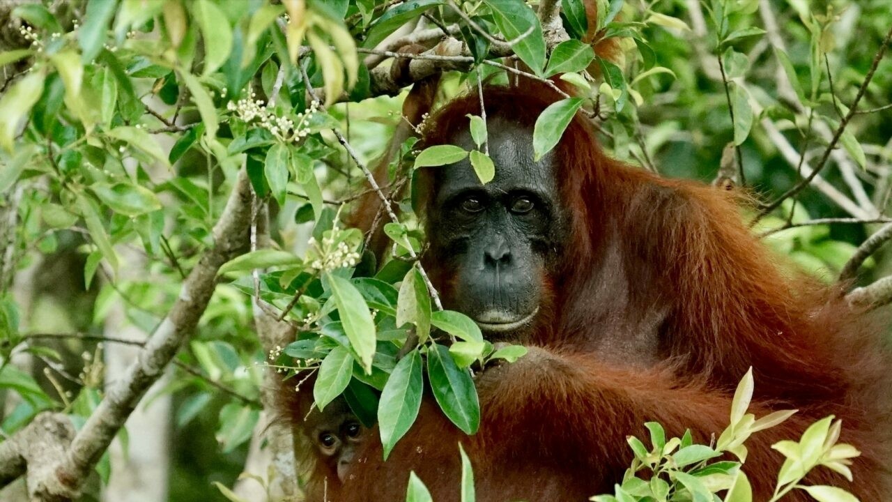 Palm Oil in the Land of Orangutans (2024) | MUBI
