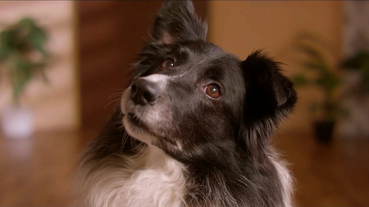 The Missing Piece (2023) | MUBI