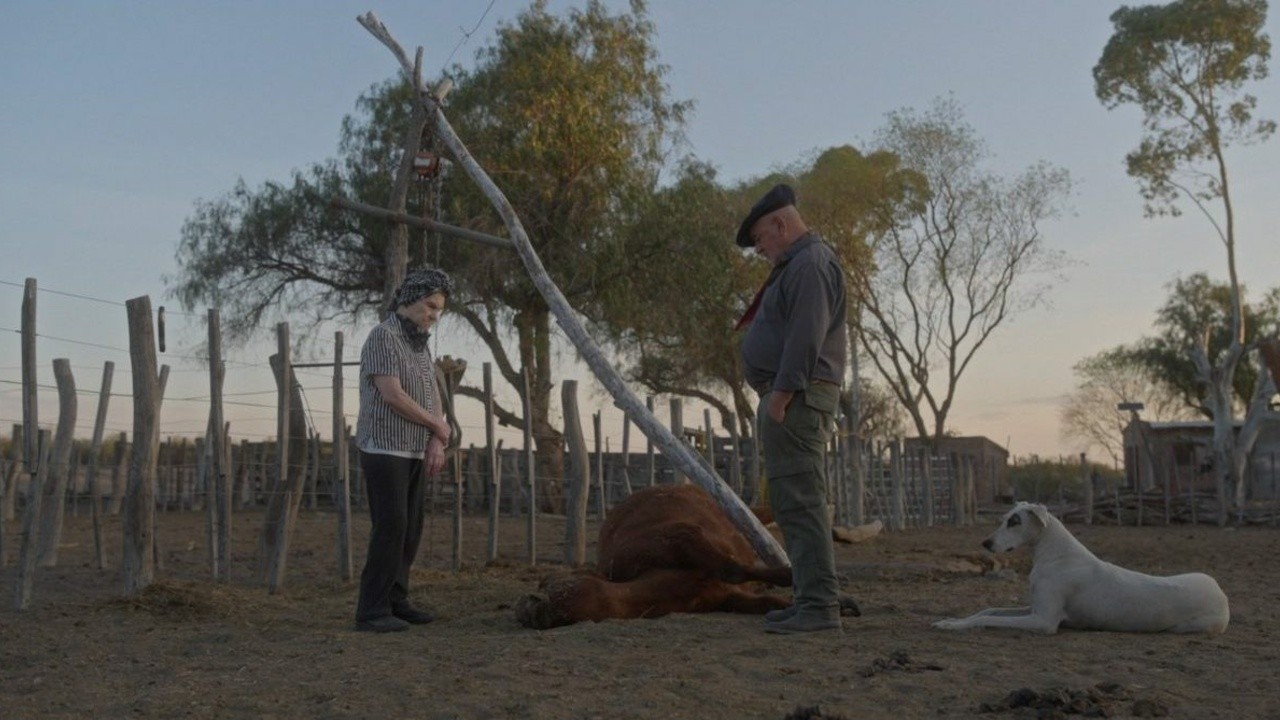 Where the Trees Bear Meat (2024) | MUBI