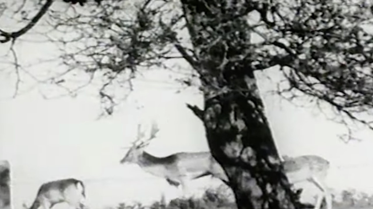 The Unknown Forest (1961) | MUBI