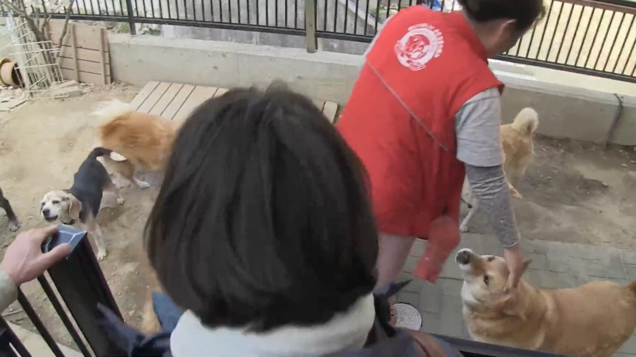 Dogs Without Names (2015) | MUBI