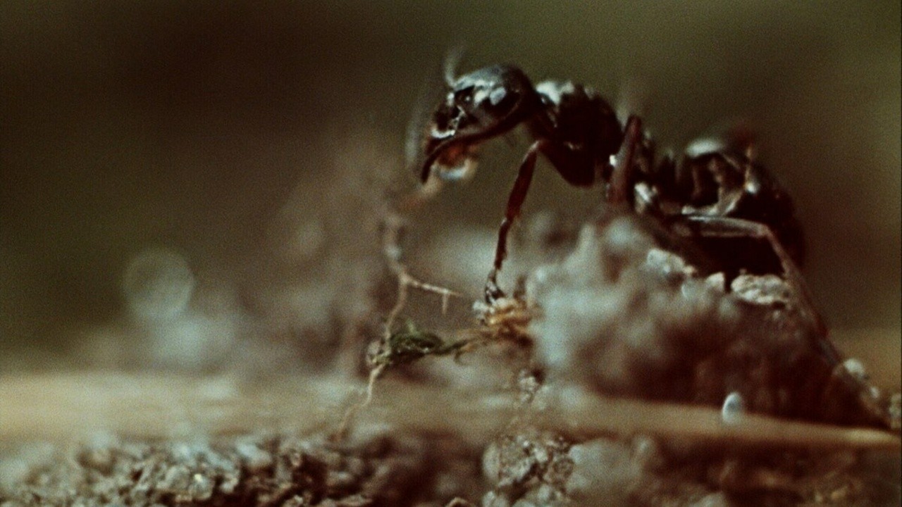 Ant Trails (1956) | MUBI