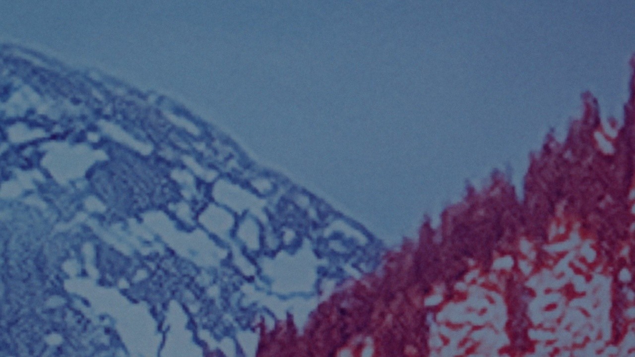 Bliss.jpg (2023) | MUBI