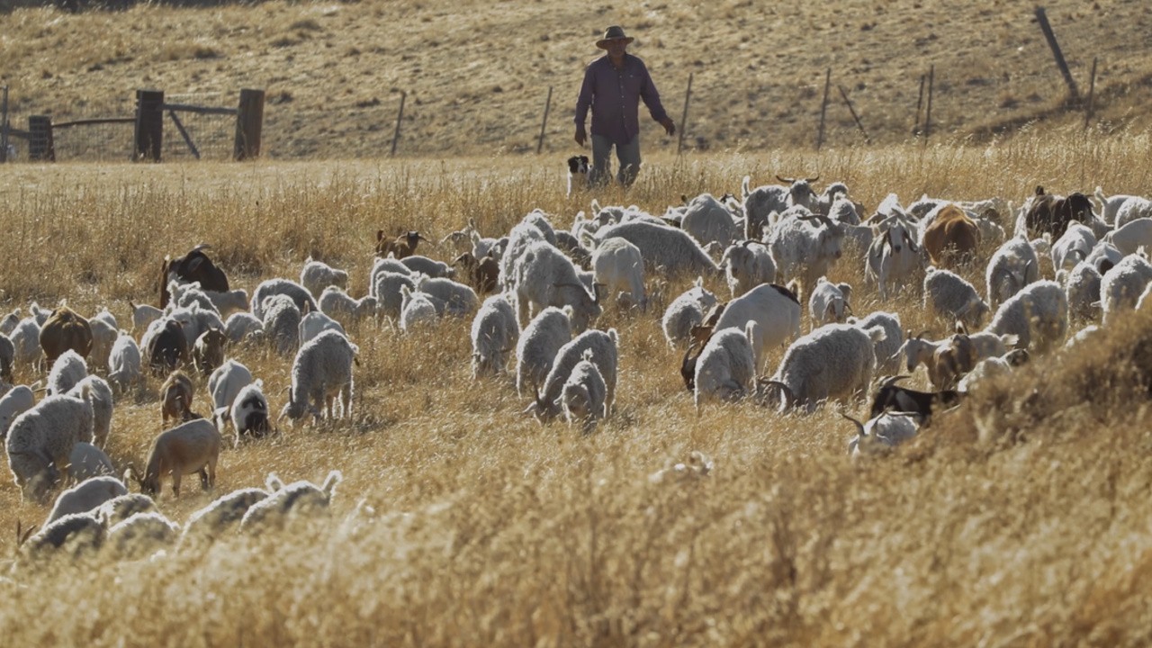Firefighter Goats (2024) | MUBI