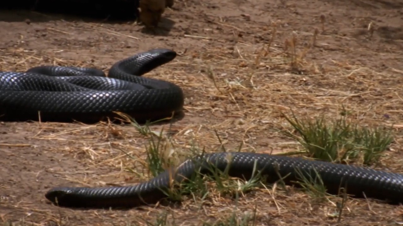 Extreme Snakes: Venomous Snakes of Australia (2023) | MUBI
