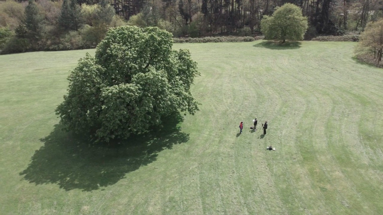 Great Trees (2023) | MUBI