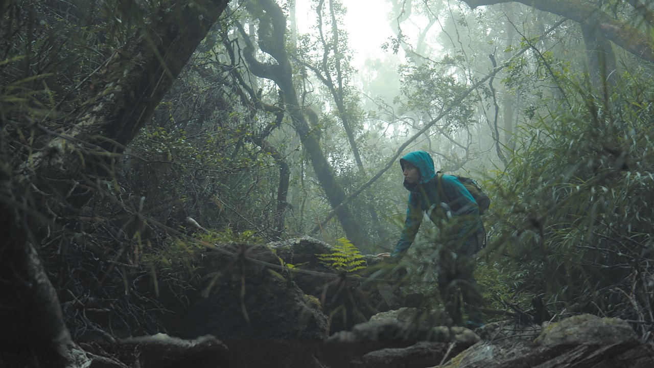 Ivohiboro, The Lost Forest (2024) | MUBI