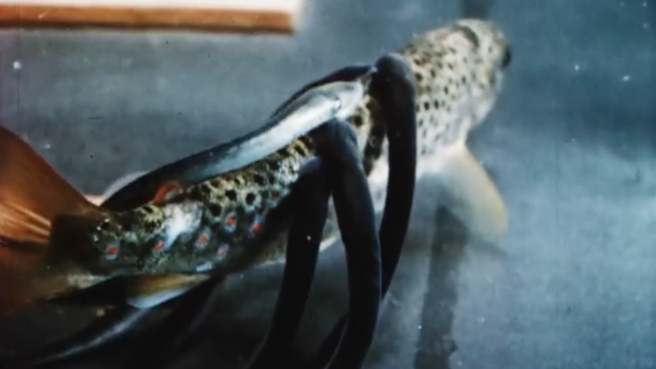 The Fish Thief: A Great Lakes Mystery (2025) | MUBI