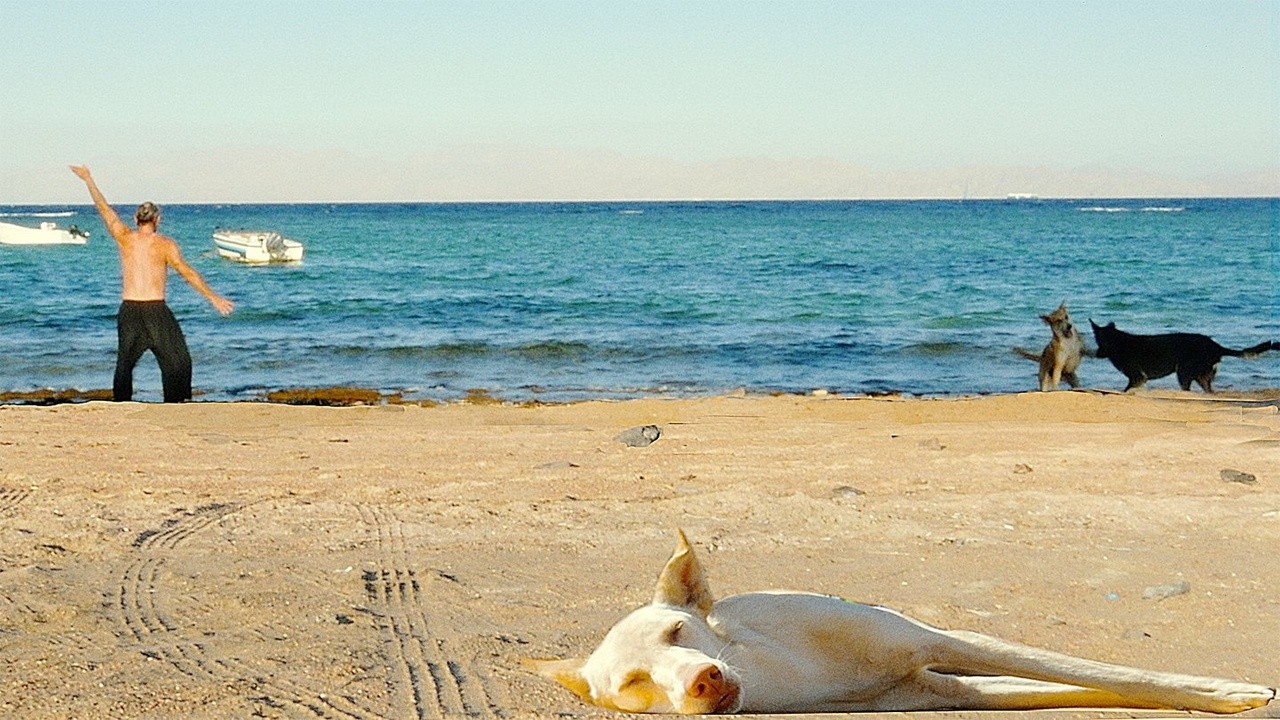 Dahab Dogs (2024) | MUBI