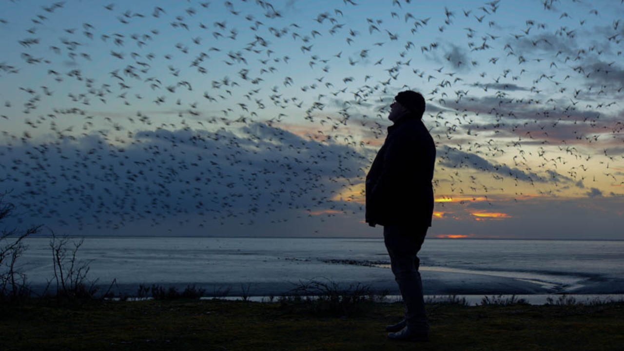 The Birds (2025) | MUBI