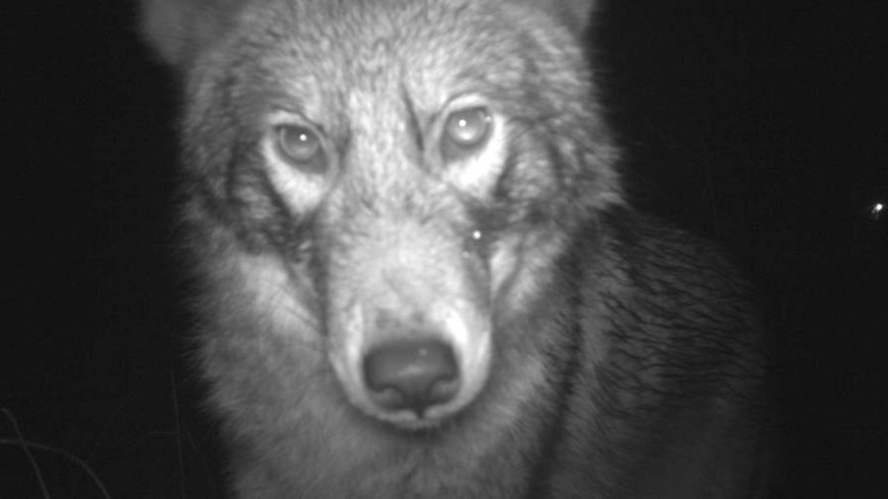 Coywolf (2025) | MUBI