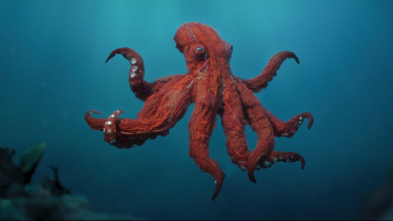 Octopus! (2025) | MUBI