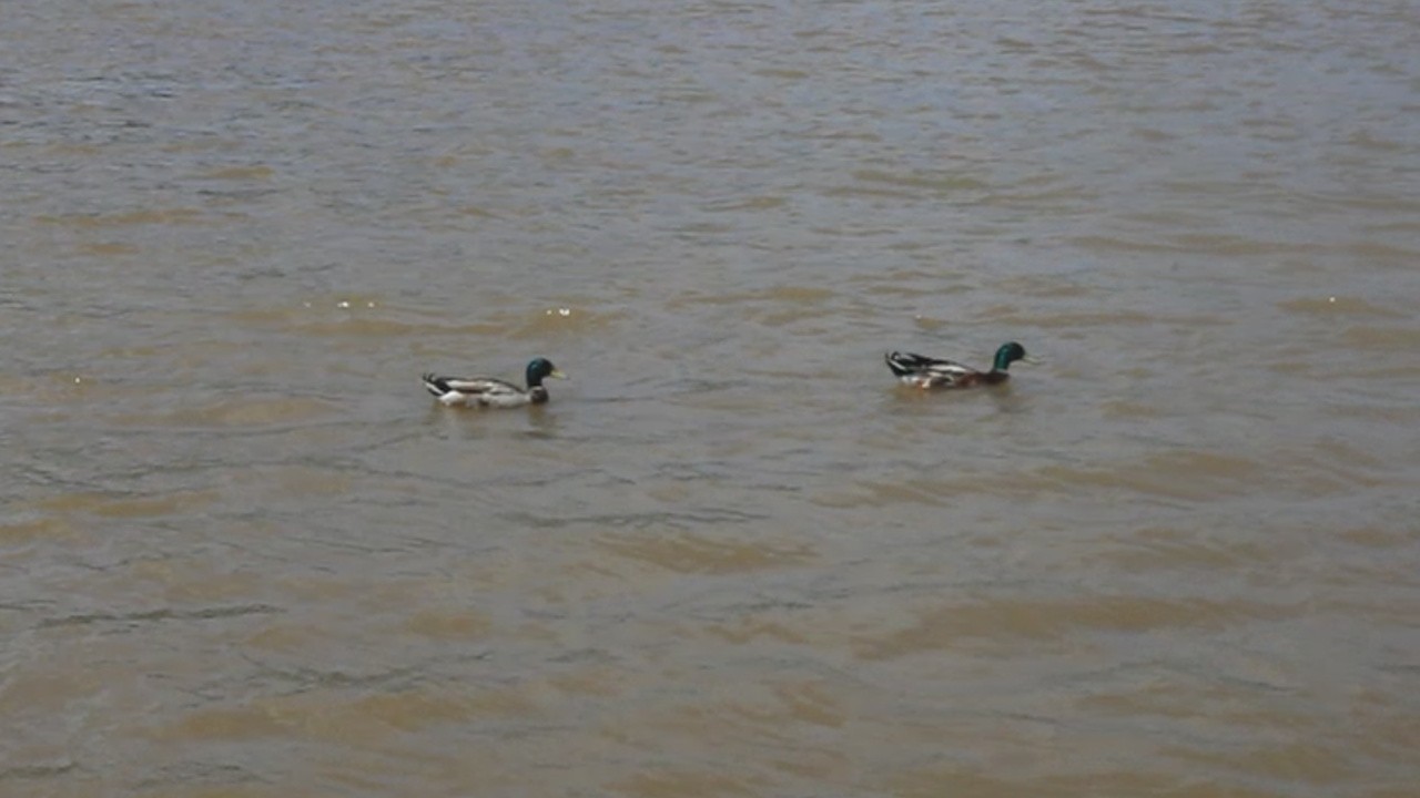 Camera Roll (2025) | MUBI