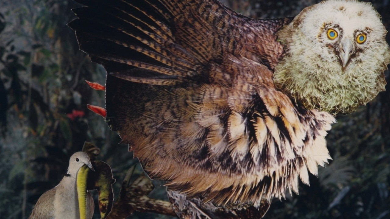 Bird Life (2025) | MUBI