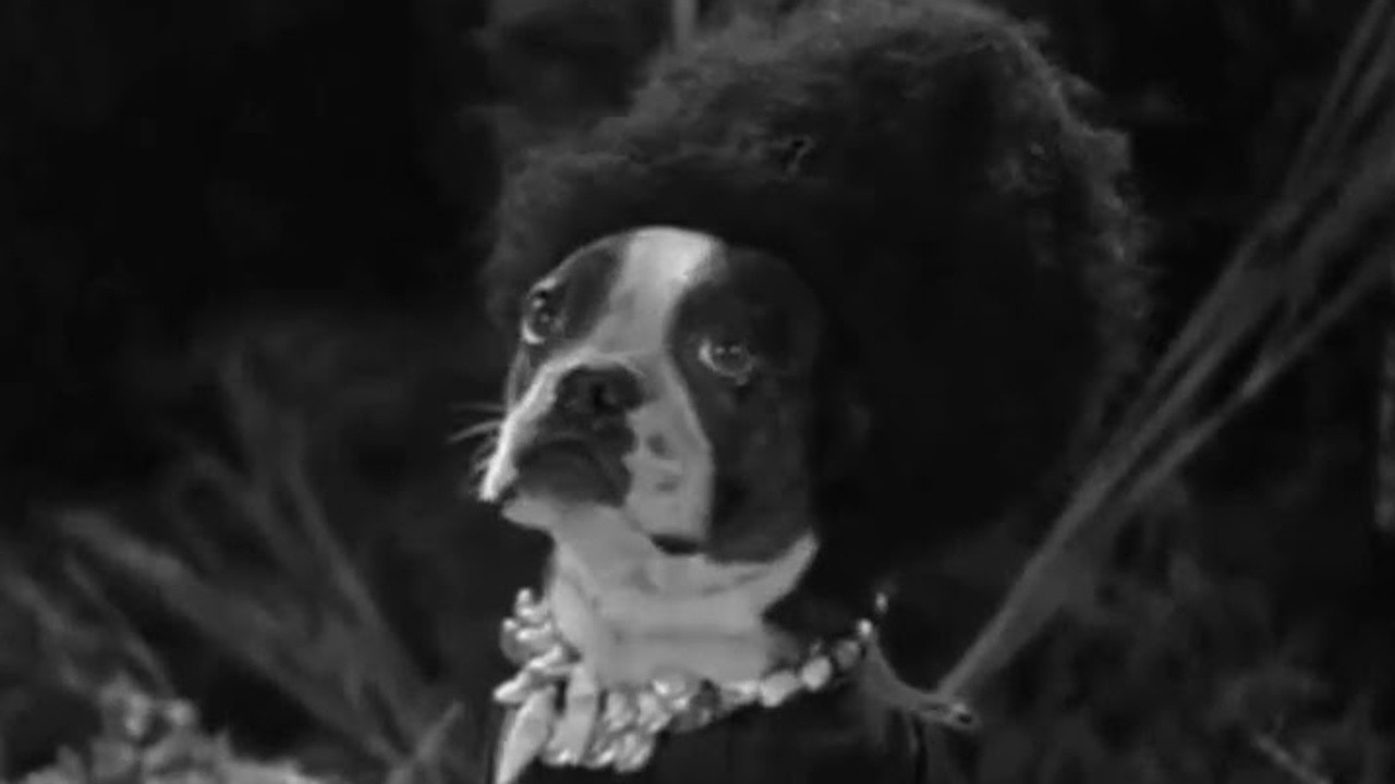 Trader Hound (1931) | MUBI