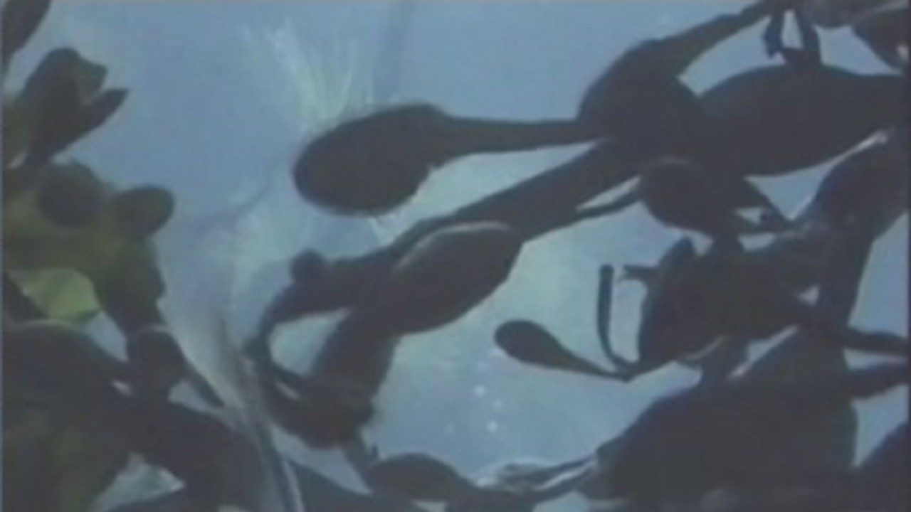 Romeo.Juliet (1990) | MUBI